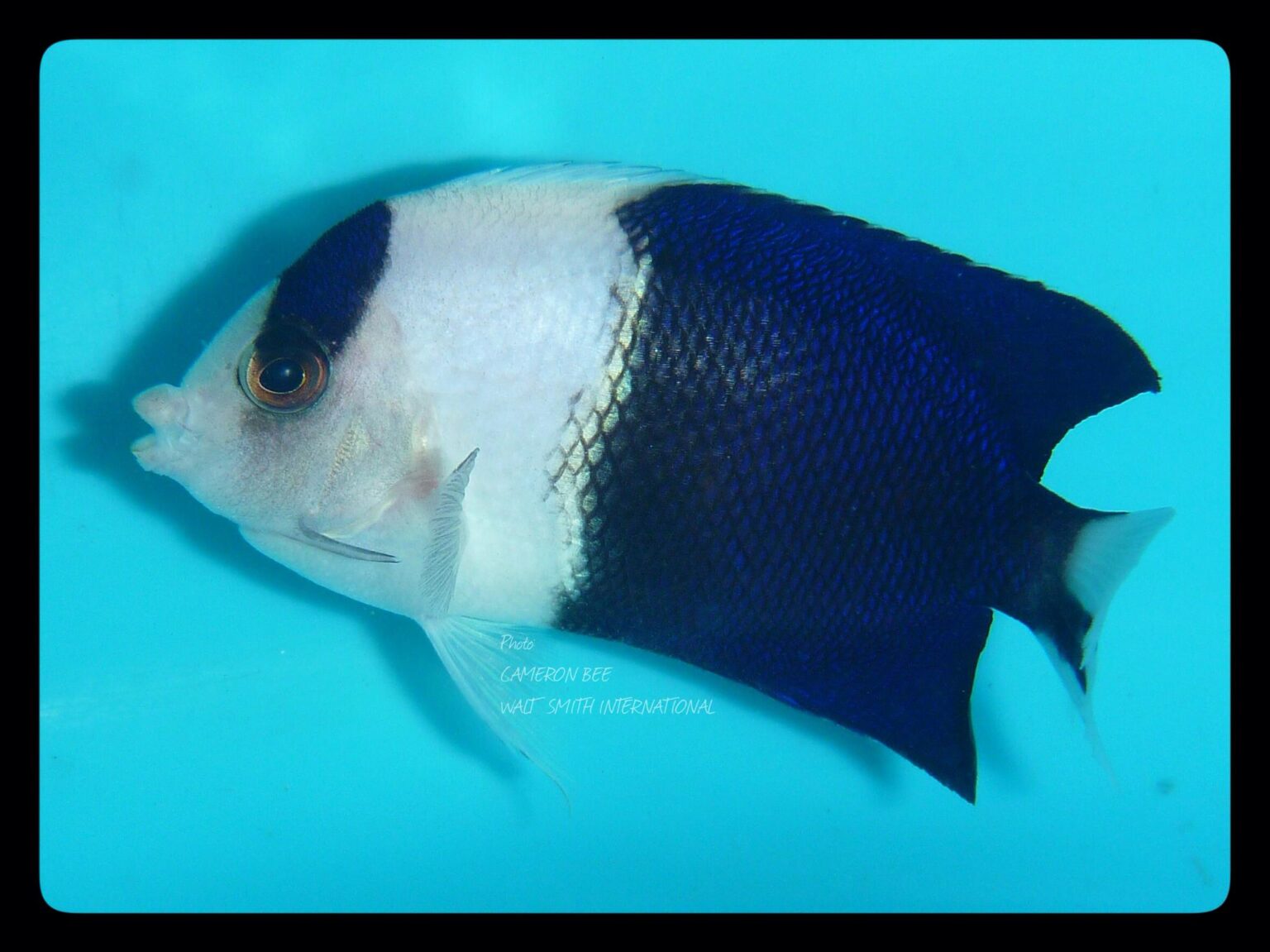 Half white ‘Panda’ bicolor angelfish collected by Walt Smith Fiji ...