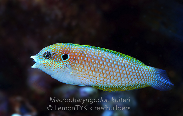 The Triton Reef: A full portfolio of this illustrious set up | Reef ...