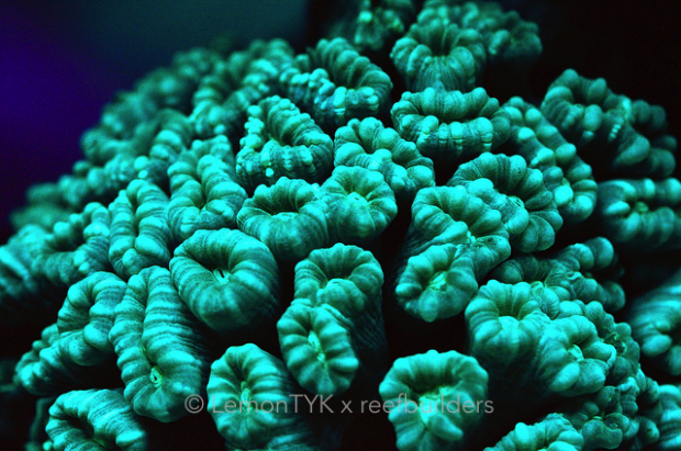 Coral fluorescence is a thing of magic | Reef Builders | The Reef and ...