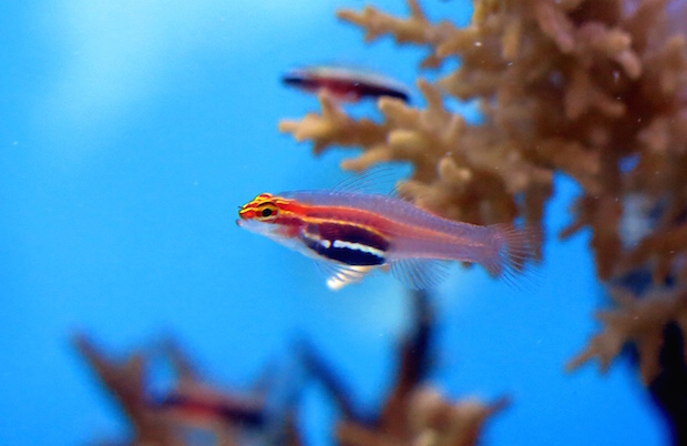 Biota Marine adds four species of Eviota to their repertoire of captive ...