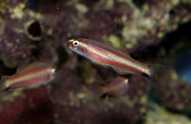 Biota Marine adds four species of Eviota to their repertoire of captive ...