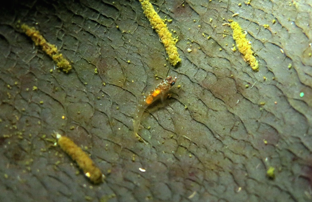 Biota Marine adds four species of Eviota to their repertoire of captive ...