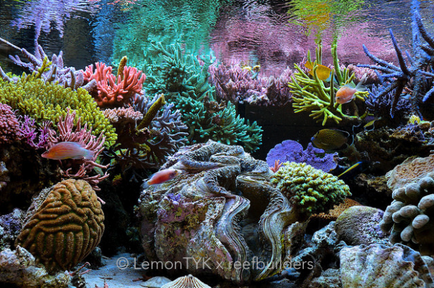 A collection of six spectacular reef tanks which deserve a second look ...