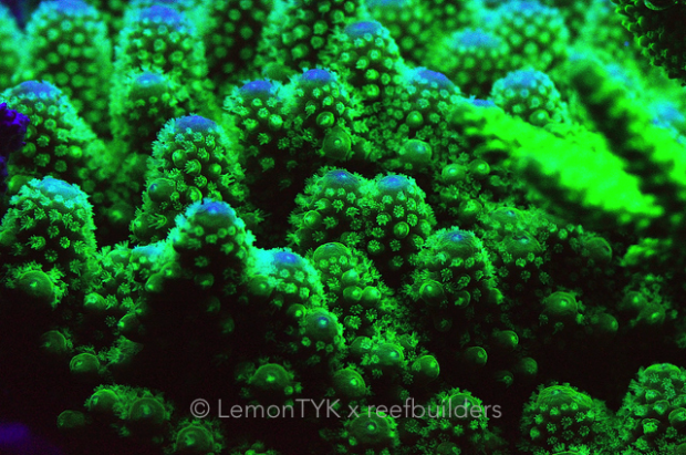 Coral fluorescence is a thing of magic | Reef Builders | The Reef and ...