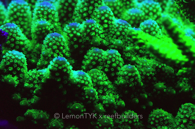 Coral fluorescence is a thing of magic | Reef Builders | The Reef and ...