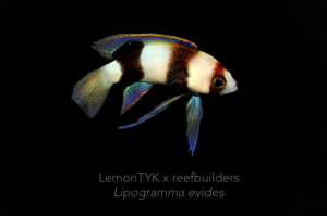 Dynasty’s deepwater deluge series 1: Lipogramma evides and L. klayi ...