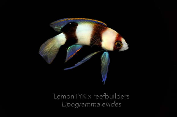 Dynasty’s deepwater deluge series 1: Lipogramma evides and L. klayi ...