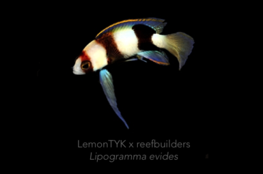 Dynasty’s deepwater deluge series 1: Lipogramma evides and L. klayi ...