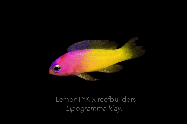 Dynasty’s deepwater deluge series 1: Lipogramma evides and L. klayi ...