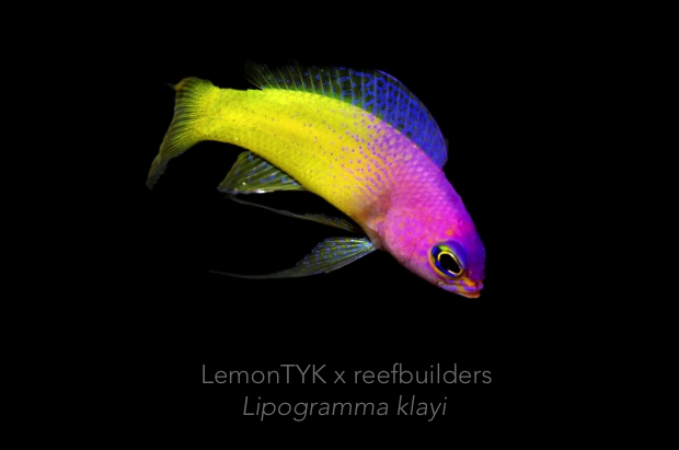 Dynasty’s deepwater deluge series 1: Lipogramma evides and L. klayi ...