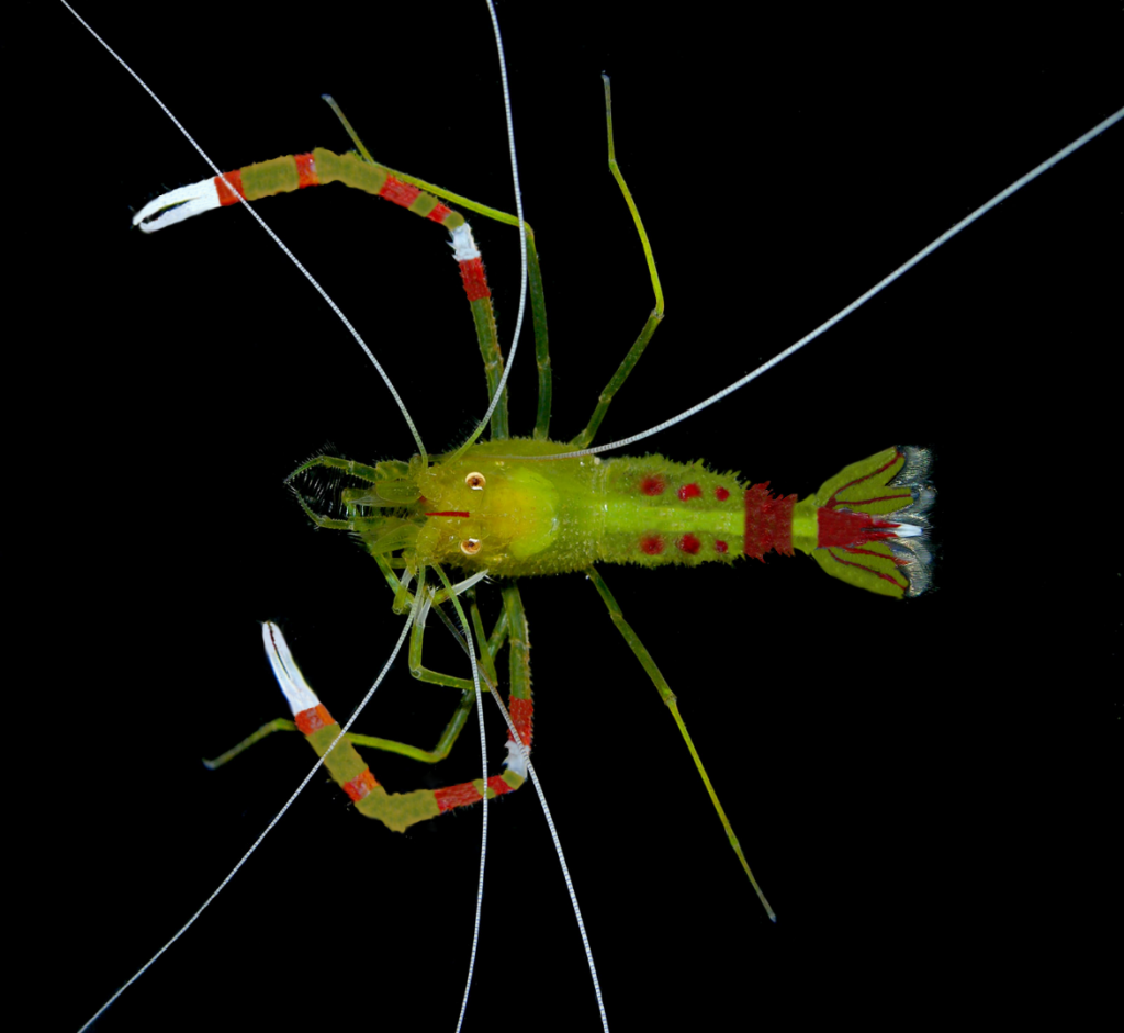 A Photographic Identification Guide to Stenopus Shrimp | Reef Builders ...
