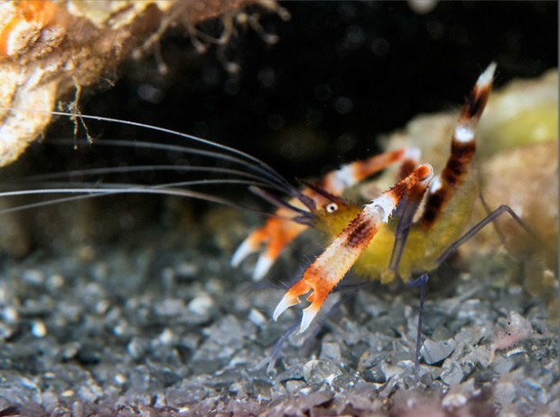 A Photographic Identification Guide to Stenopus Shrimp | Reef Builders ...