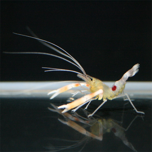 A Photographic Identification Guide to Stenopus Shrimp | Reef Builders ...