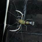 A Photographic Identification Guide to Stenopus Shrimp | Reef Builders ...