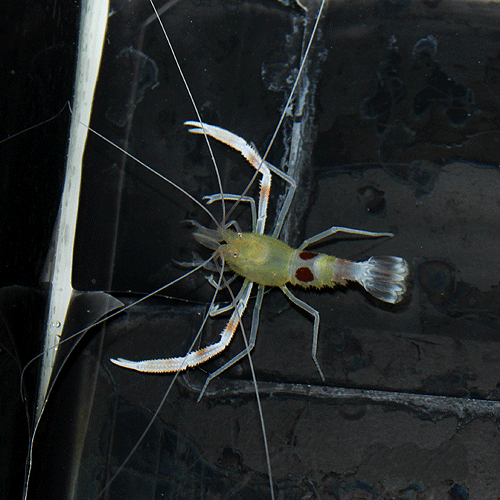 A Photographic Identification Guide to Stenopus Shrimp | Reef Builders ...