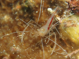 A Photographic Identification Guide to Stenopus Shrimp | Reef Builders ...