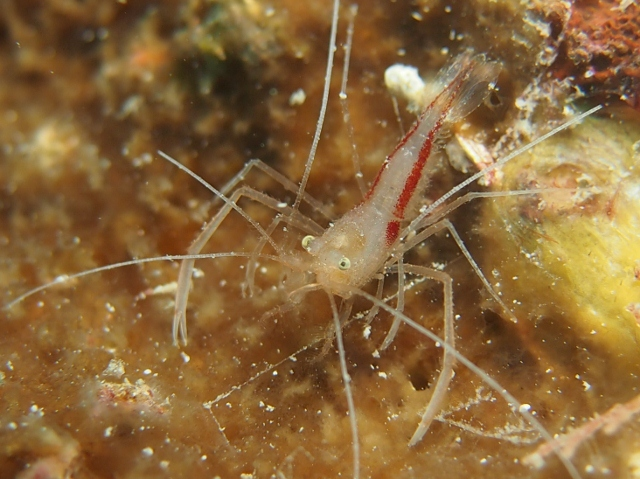 A Photographic Identification Guide to Stenopus Shrimp | Reef Builders ...