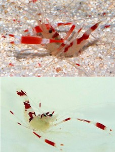 A Photographic Identification Guide to Stenopus Shrimp | Reef Builders ...