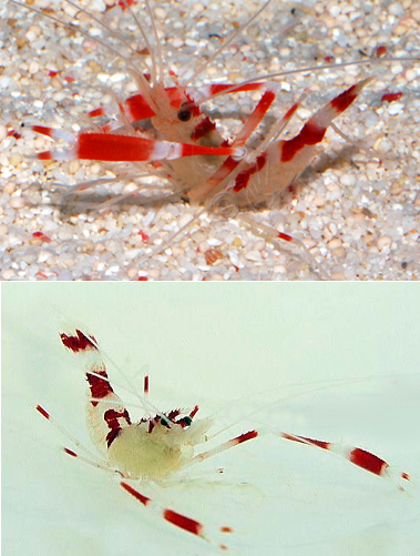 A Photographic Identification Guide to Stenopus Shrimp | Reef Builders ...