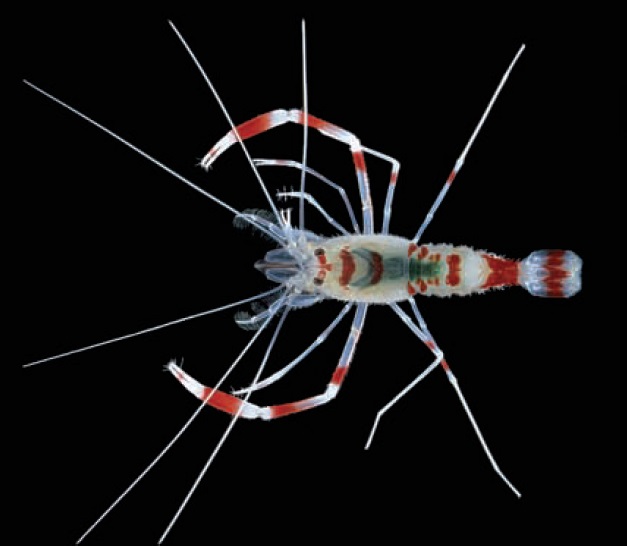 A Photographic Identification Guide to Stenopus Shrimp | Reef Builders ...