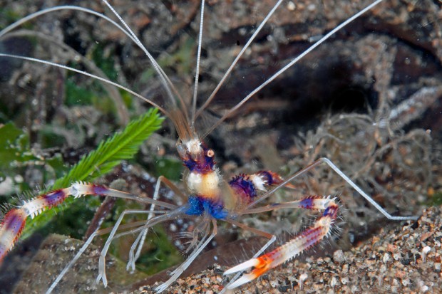 A Photographic Identification Guide to Stenopus Shrimp | Reef Builders ...