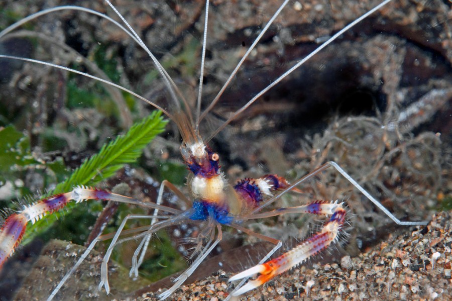 A Photographic Identification Guide to Stenopus Shrimp | Reef Builders ...