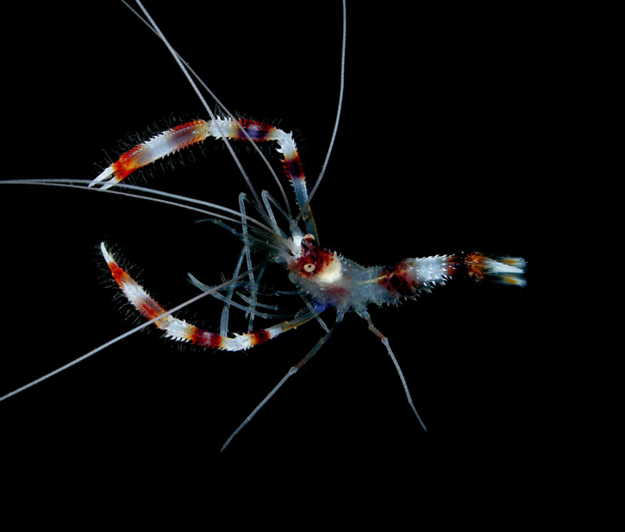 A Photographic Identification Guide to Stenopus Shrimp | Reef Builders ...