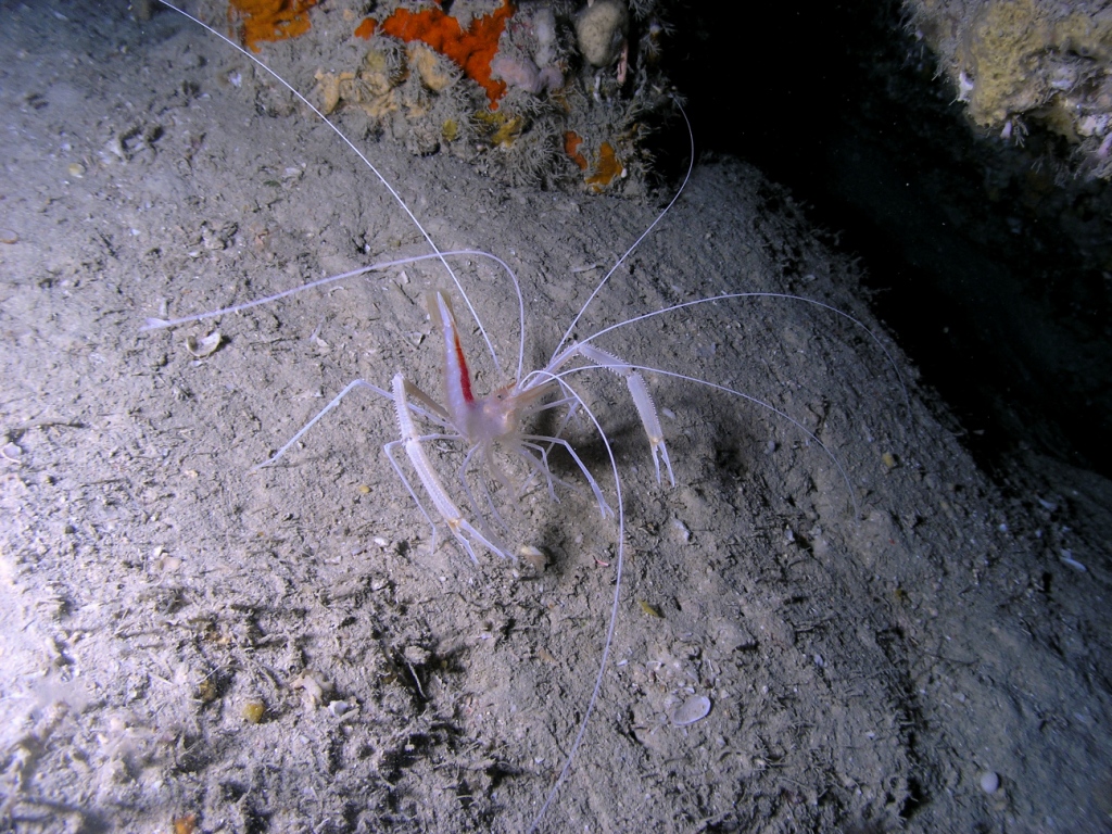 A Photographic Identification Guide to Stenopus Shrimp | Reef Builders ...