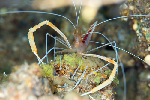 A Photographic Identification Guide to Stenopus Shrimp | Reef Builders ...