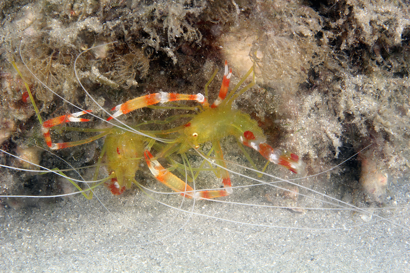 A Photographic Identification Guide to Stenopus Shrimp | Reef Builders ...