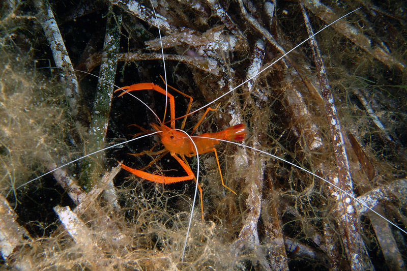 A Photographic Identification Guide to Stenopus Shrimp | Reef Builders ...