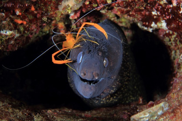 A Photographic Identification Guide to Stenopus Shrimp | Reef Builders ...