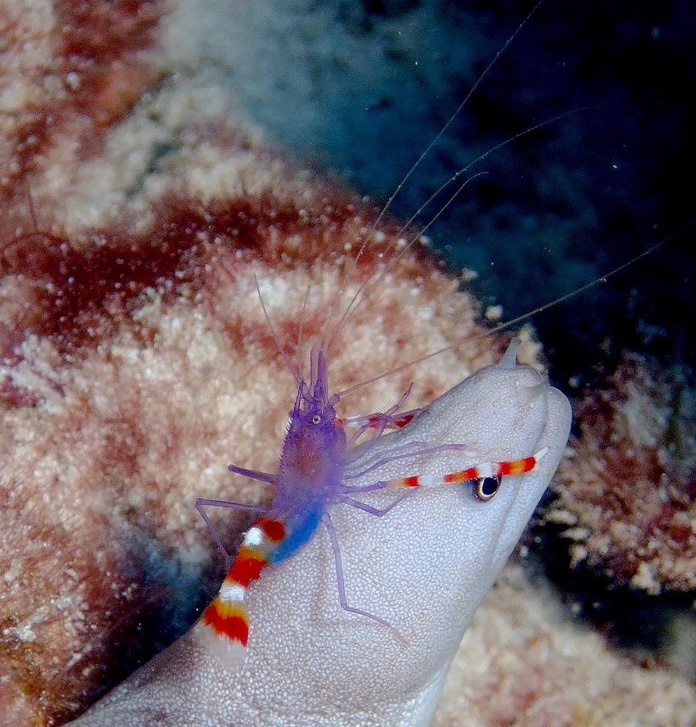 A Photographic Identification Guide to Stenopus Shrimp | Reef Builders ...