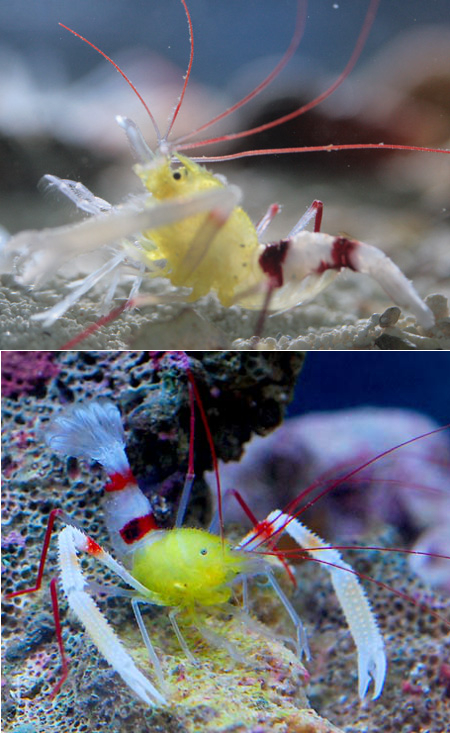 A Photographic Identification Guide to Stenopus Shrimp | Reef Builders ...