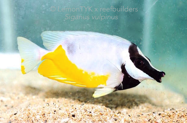 Cooper the sterling Siganus is the new Silver Fox in town | Reef ...