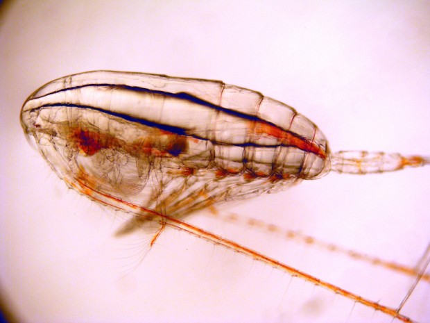 Calanus copepods to replace Cyclopeeze in PE Mysis twin packs | Reef ...
