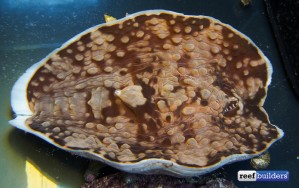 Face to face with the mythical Devil Clam, Tridacna mbalavuana | Reef ...