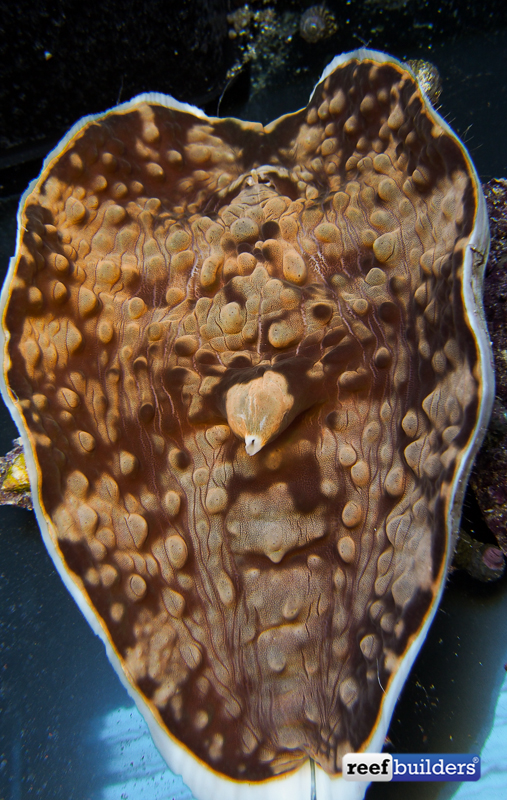 Face to face with the mythical Devil Clam, Tridacna mbalavuana | Reef ...