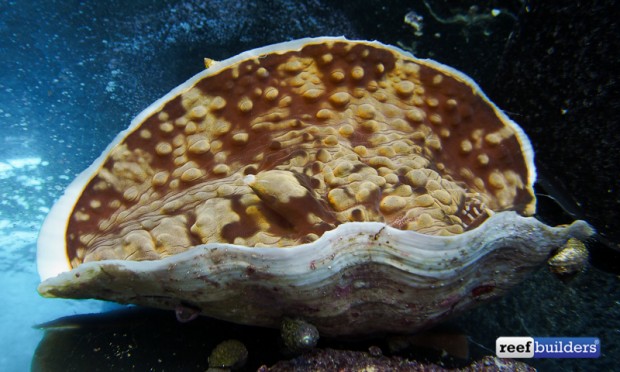 Face to face with the mythical Devil Clam, Tridacna mbalavuana | Reef ...