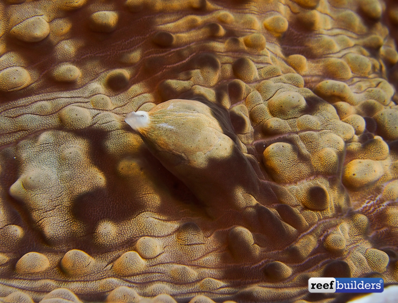 Face to face with the mythical Devil Clam, Tridacna mbalavuana | Reef ...