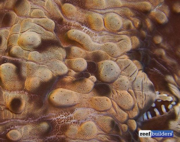 Face to face with the mythical Devil Clam, Tridacna mbalavuana | Reef ...