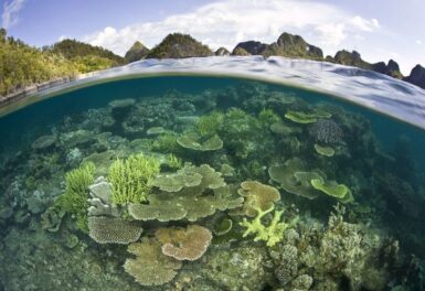 Happy Earth Day 2015! What will you do today to help? | Reef Builders ...