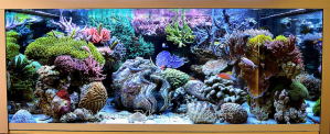 The Triton Reef: A full portfolio of this illustrious set up | Reef ...