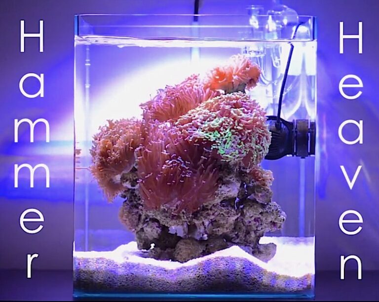 Hammer Coral Heaven is the best type of specialized micro reef tank ...