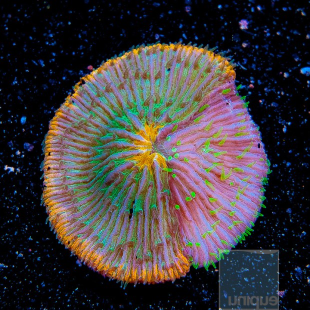 Cycloseris disc corals can exhibit full-on Chimeras | Reef Builders | The Reef and Saltwater ...