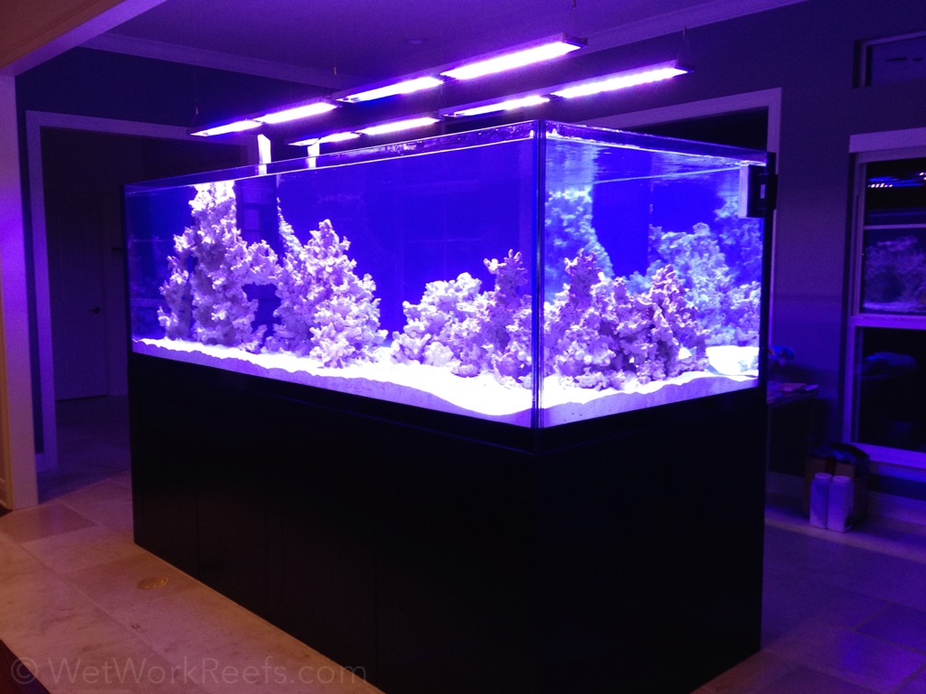 The super high end tank build of Reef 924, part 2 | Reef Builders | The ...