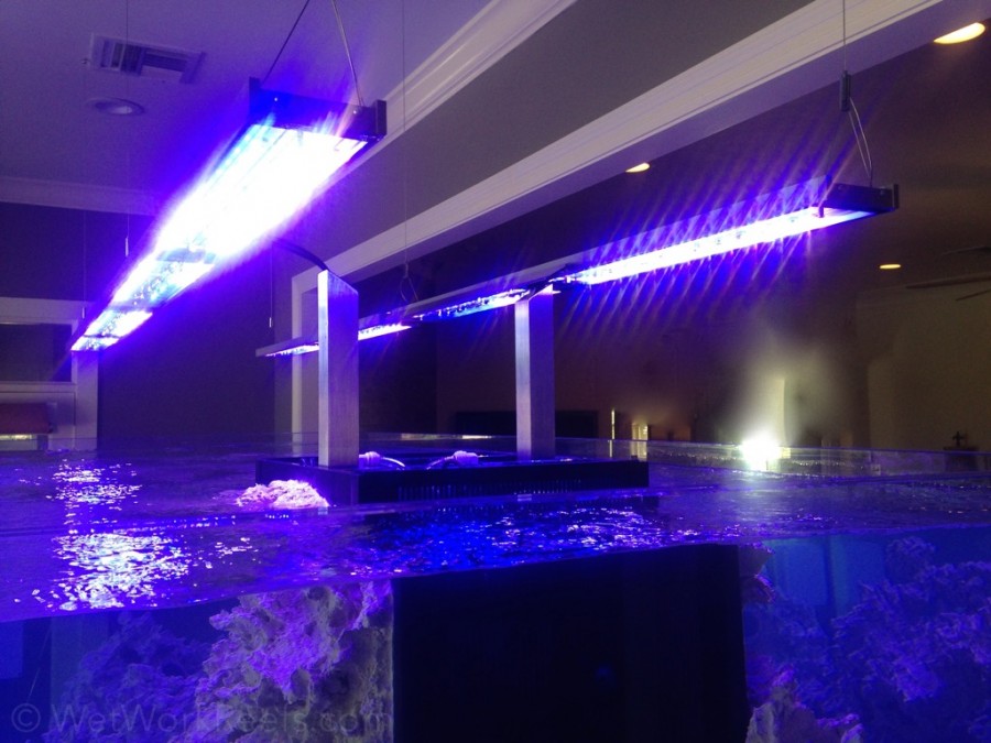 The super high end tank build of Reef 924, part 2 | Reef Builders | The ...