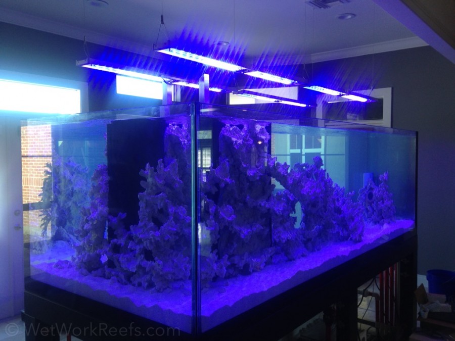 The super high end tank build of Reef 924, part 2 | Reef Builders | The ...