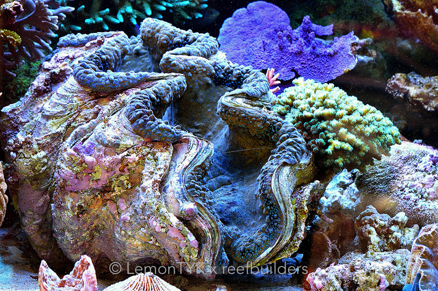 The Triton Reef: A full portfolio of this illustrious set up | Reef ...