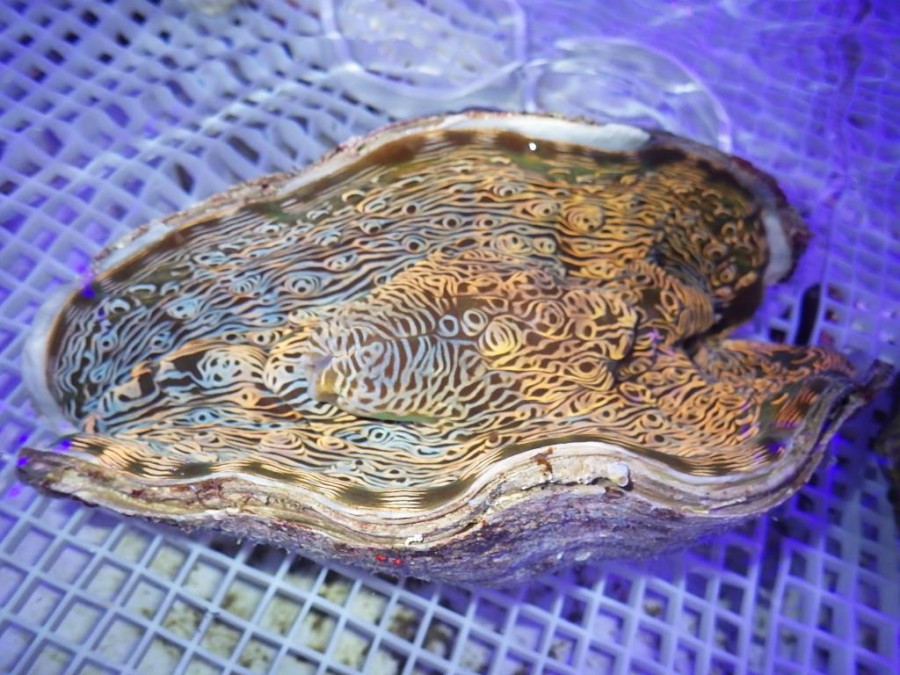 Cool Tonga giant clams coming through Pacific Aqua Farms | Reef ...